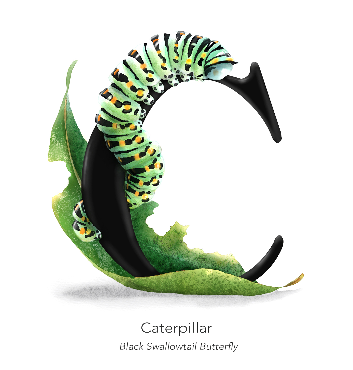 Illustration – “C” is for Caterpillar & … – Liza Hartman Design